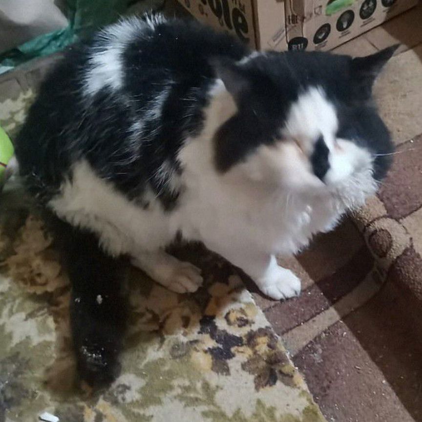 Бездомный котик ищет доброго заботливого хозяина