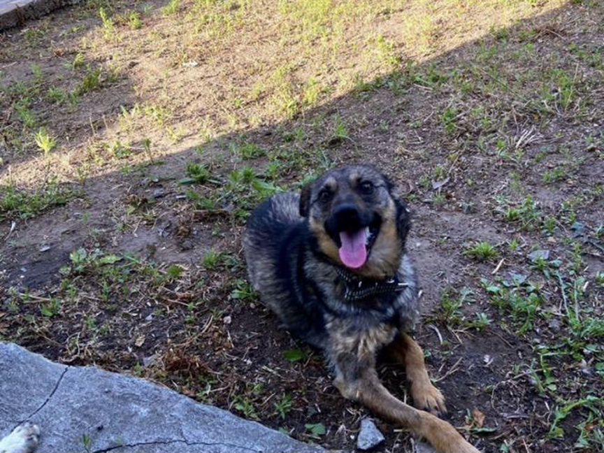 Собаки бесплатно