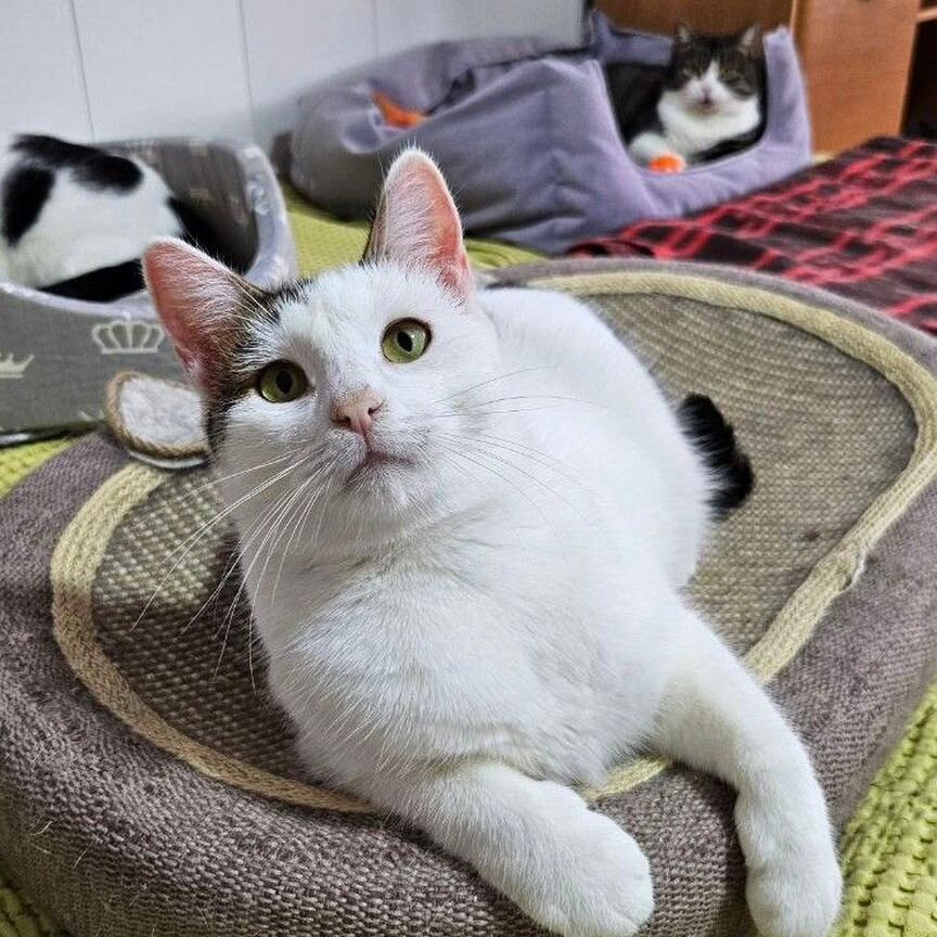 Кошка ищет хозяина