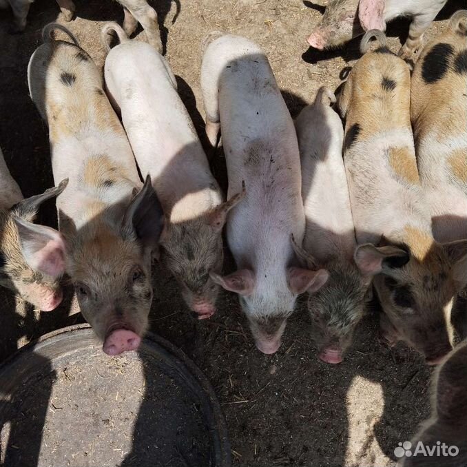 Поросята ландрас