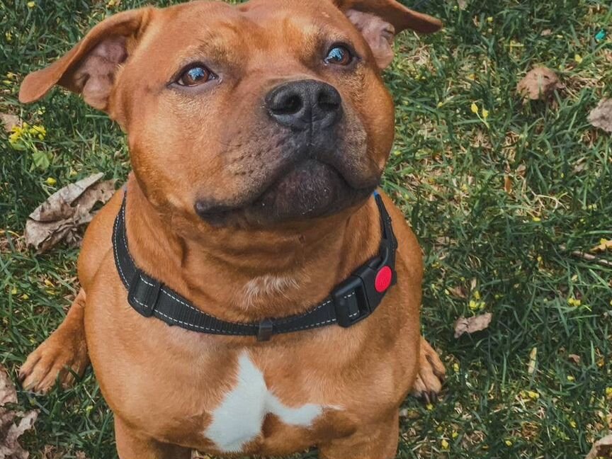 Вязка стаффордширский терьер