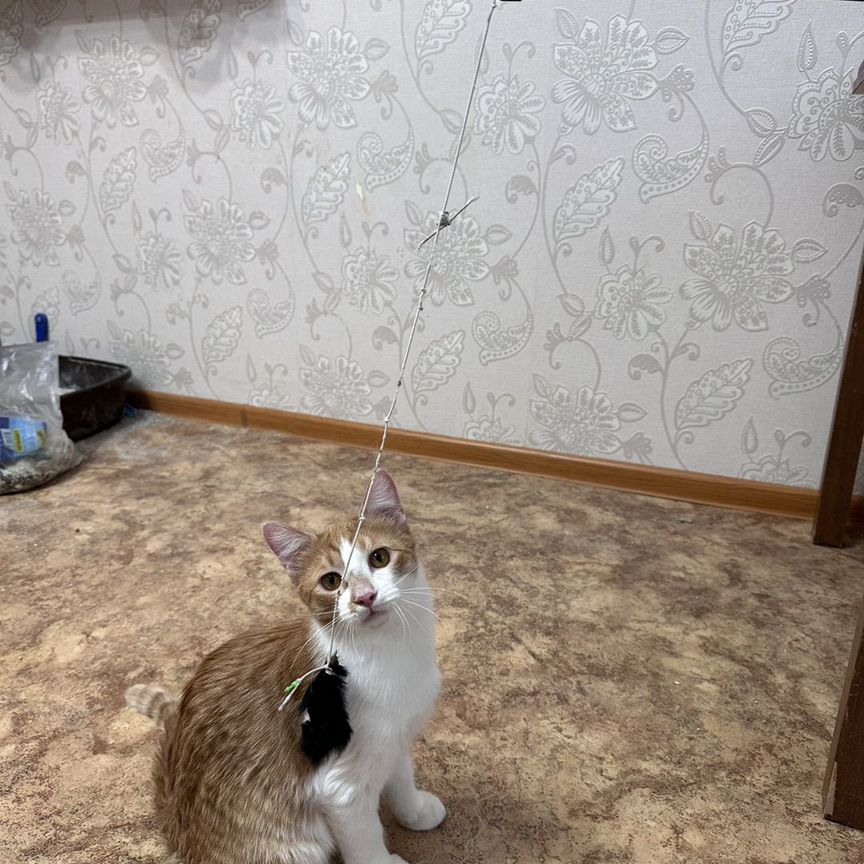 Котенок игрун в дар