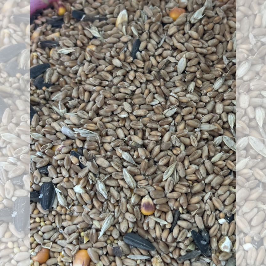 Корм для птиц