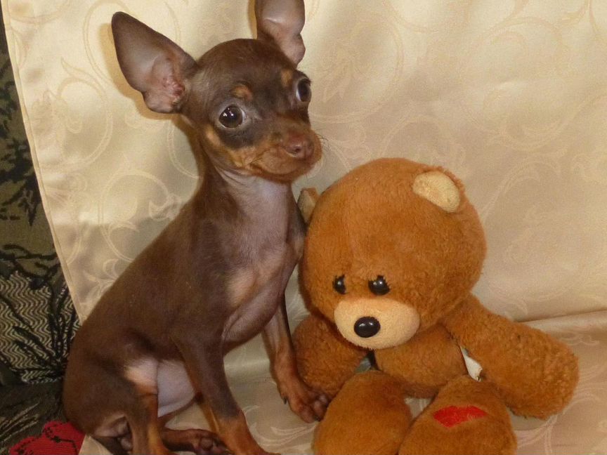 Той "Хелен,с Прауд Яркая Как Солнце"и медведь