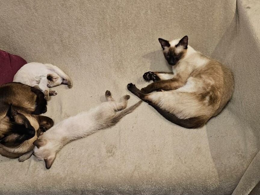 Тайские котята