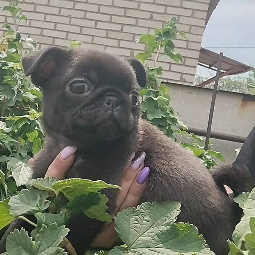 Щенок Мопса