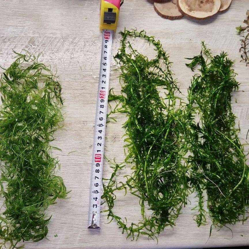 Аквариумные растения прополка