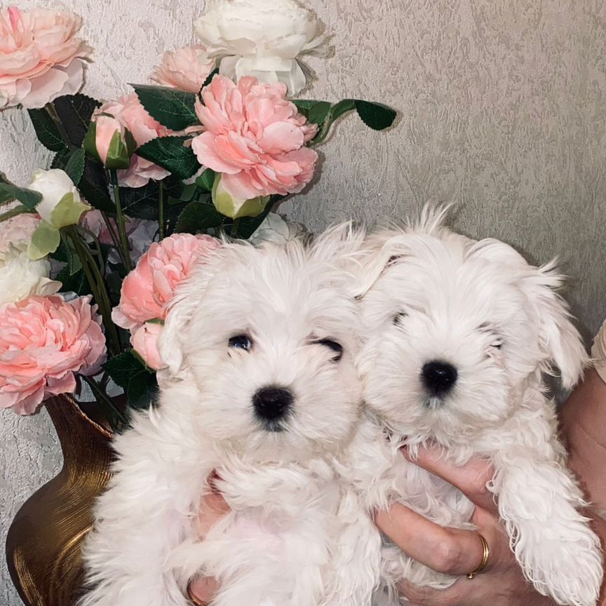 Мальтийская болонка