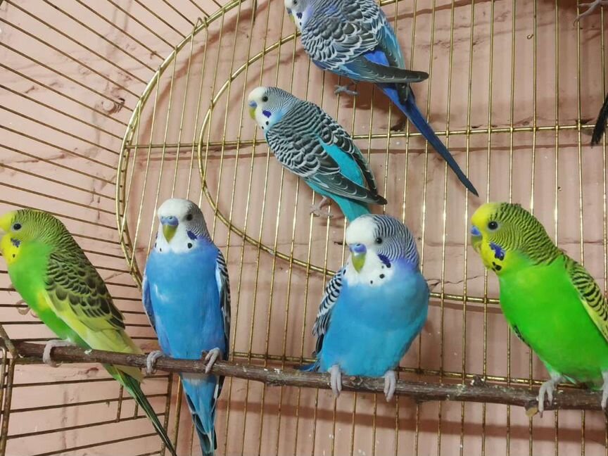 Волнистый попугай