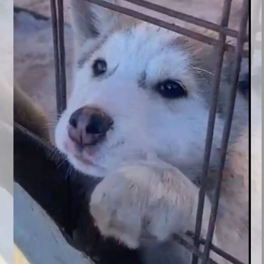 Сибирский хаски, щенок