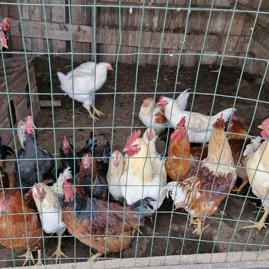Продам курей несушек