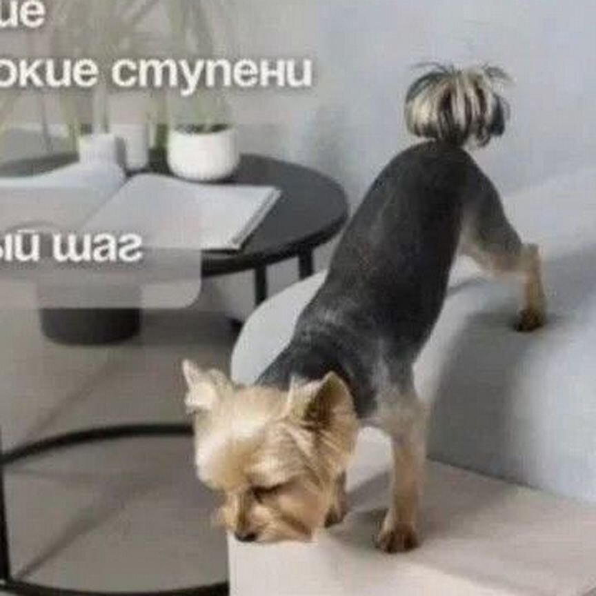 Лесенка для собак