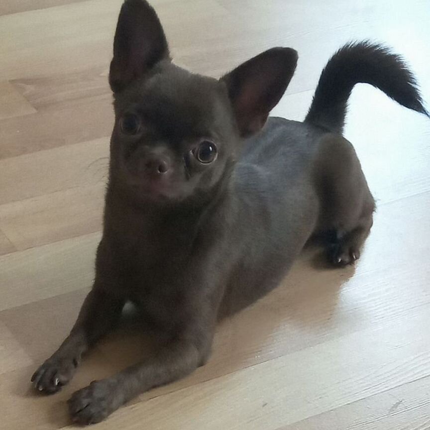 Вязка кобель чихуахуа