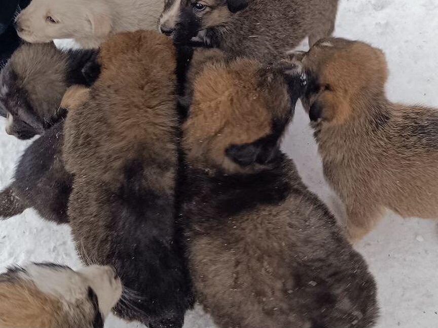 Щенки