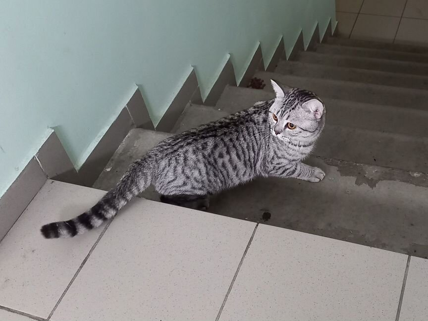 Красивый британец