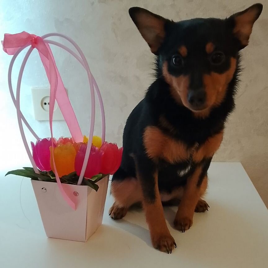 Щенок в добрые руки