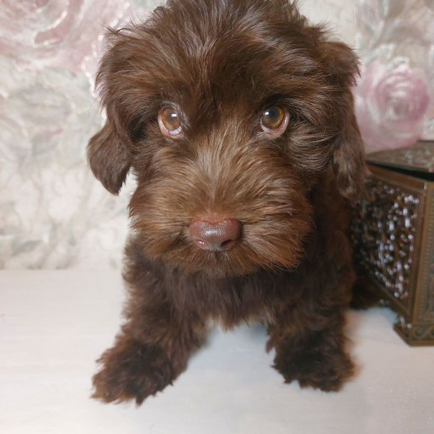 Крупный мальчик йорк