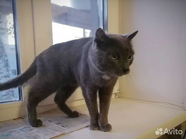 Кот кастрирован 5 лет метис Русская голубая