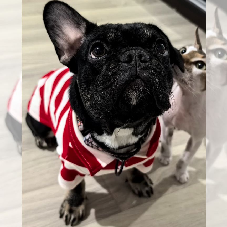 Французский бульдог, щенок