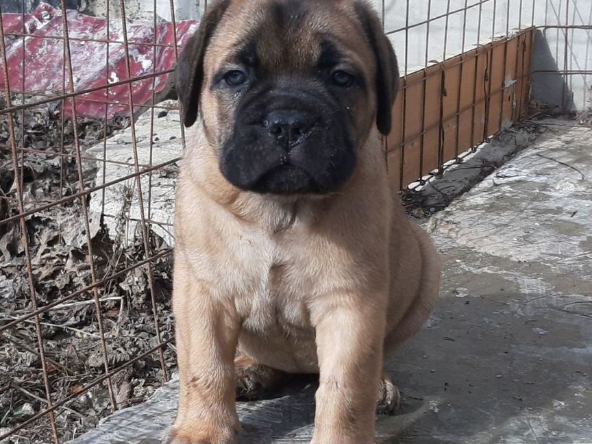 Роскошые Щенки кане корсо