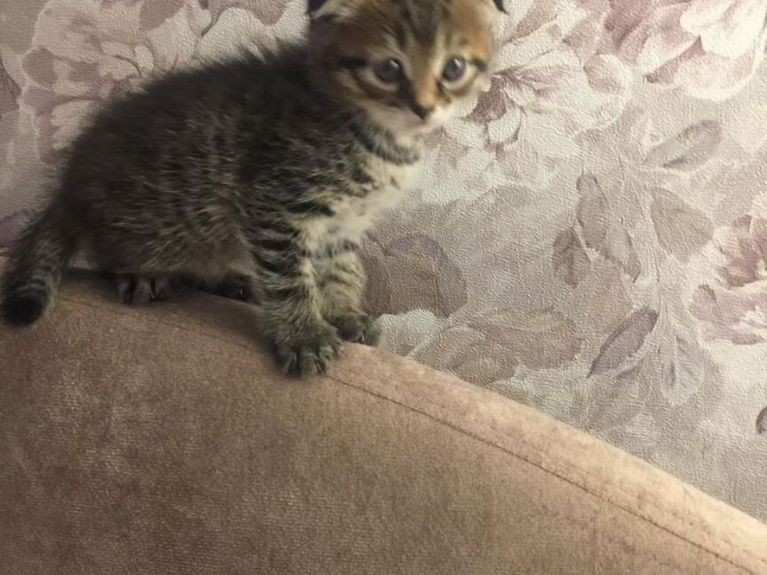 Шотландский котик