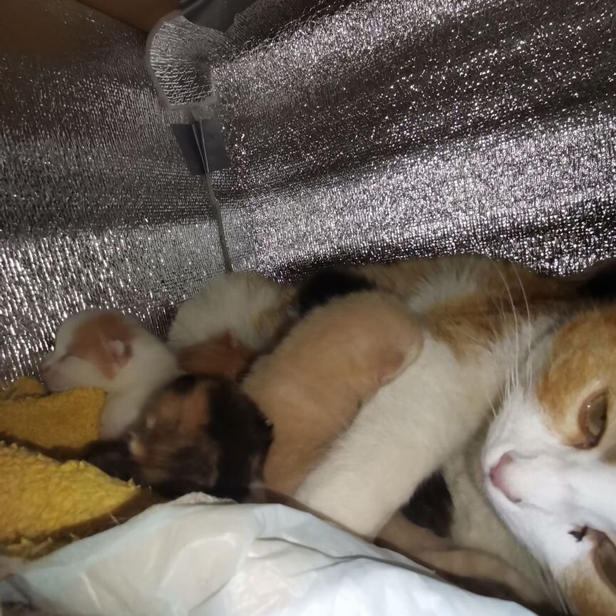 Котята в добрые руки