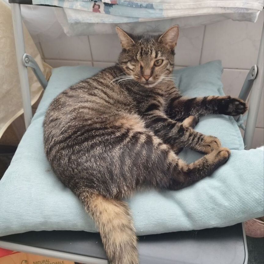 Кошечка с одним глазом