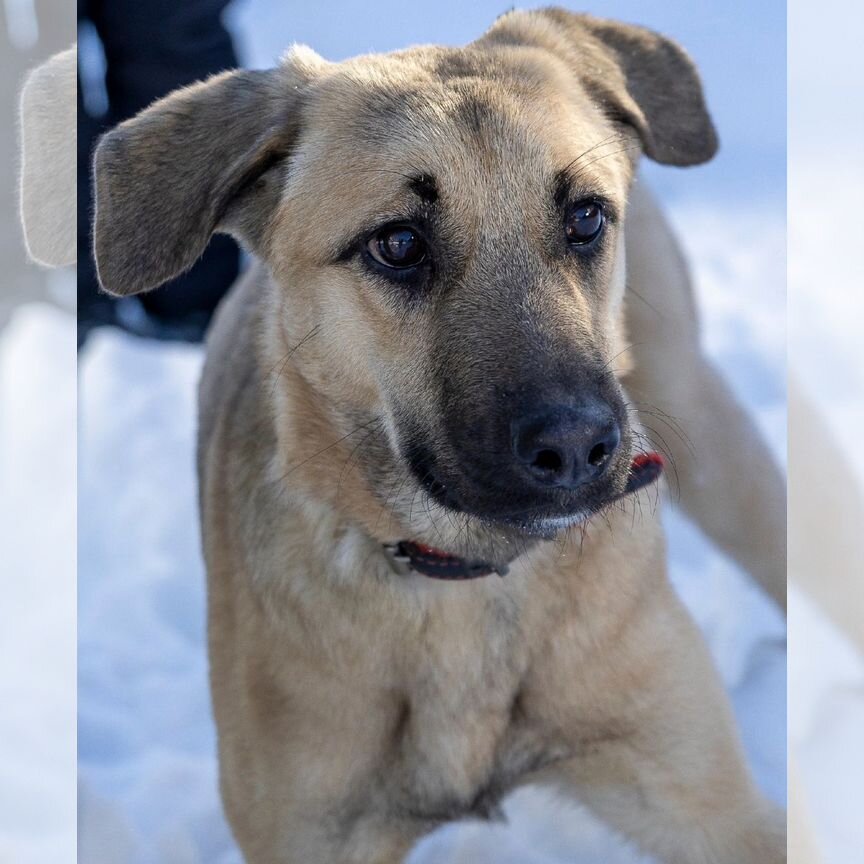 Взрослая собака в добрые руки