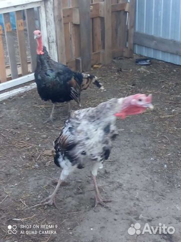 Индюки бронза