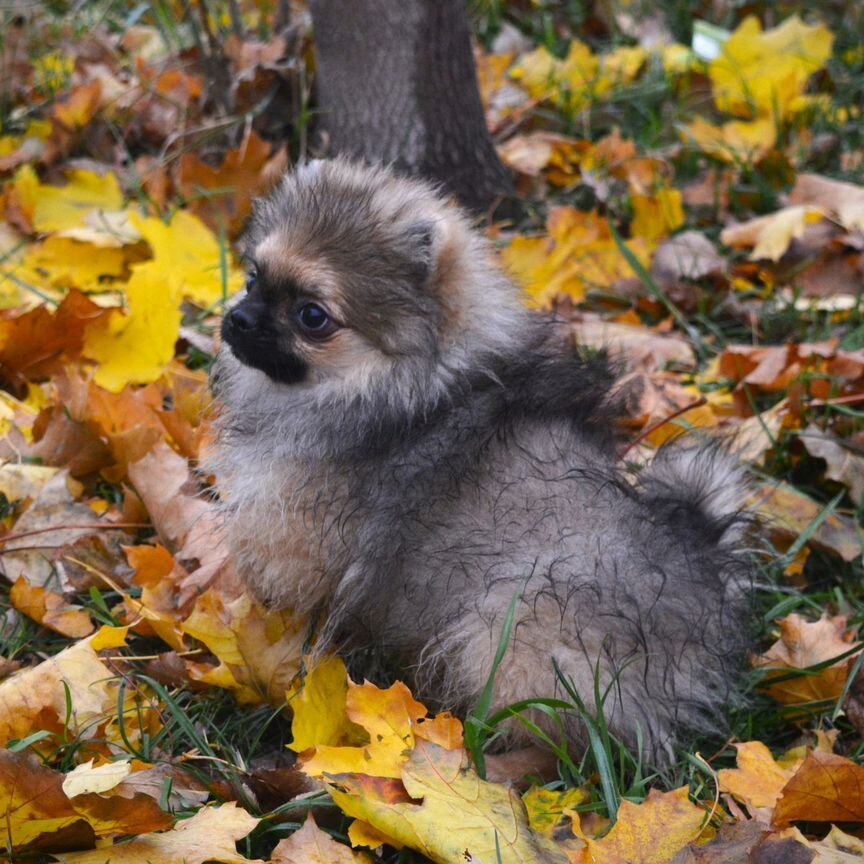 Щенки шпица мальчишки