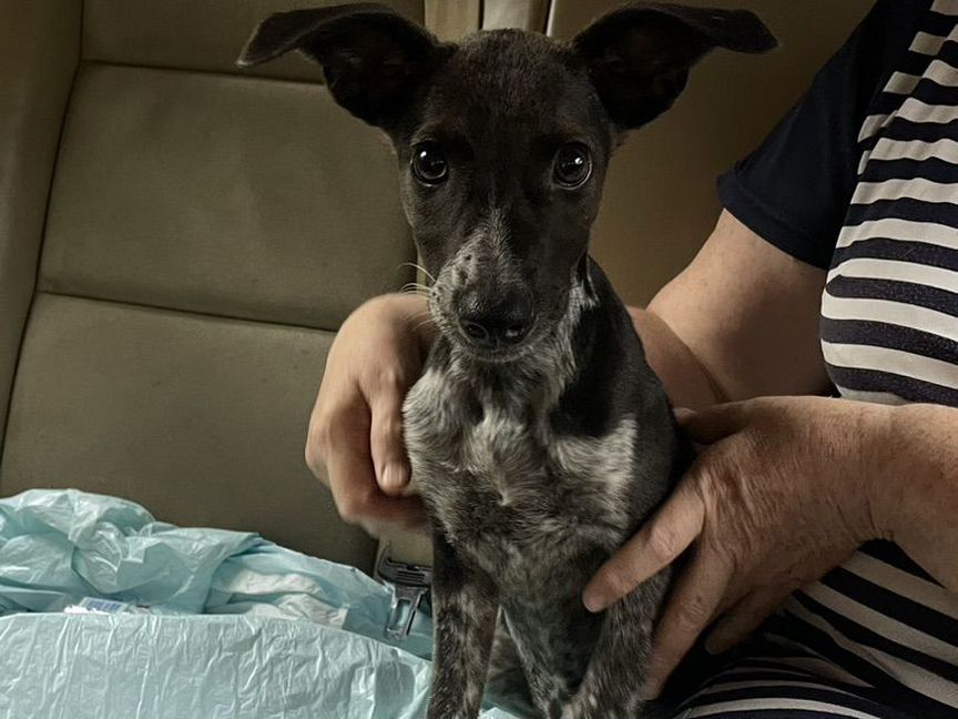 Щенок помесь курцхаар