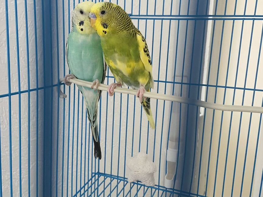 Волнистые попугаи пара с клеткой