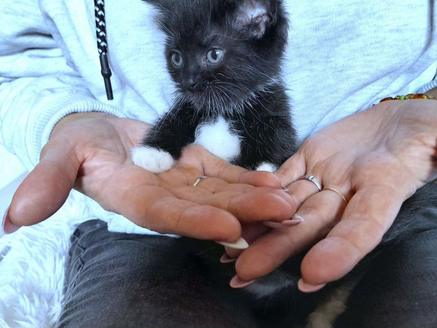 Кошка в дар