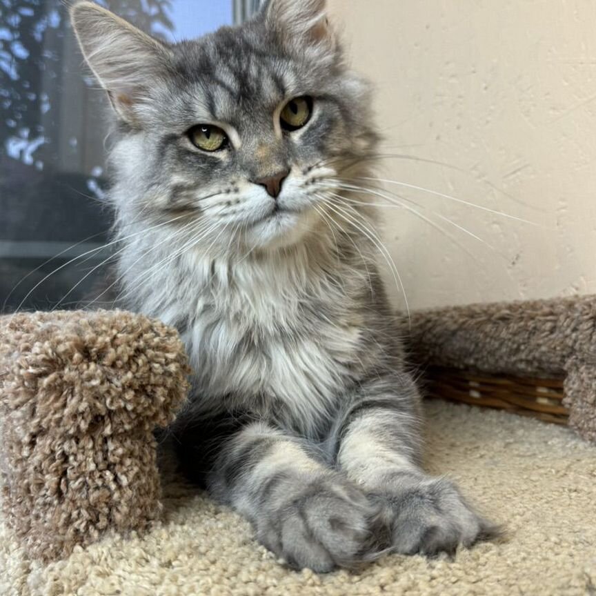 Котята мейн-кун