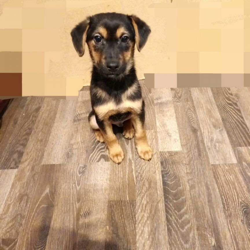 Щенок в добрые руки бесплатно