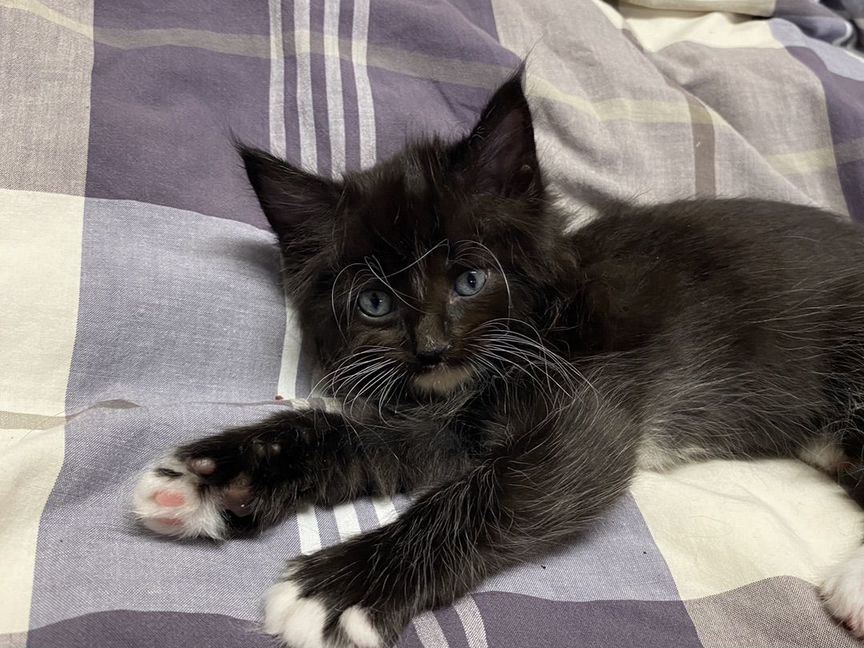 Котята мейн-кун