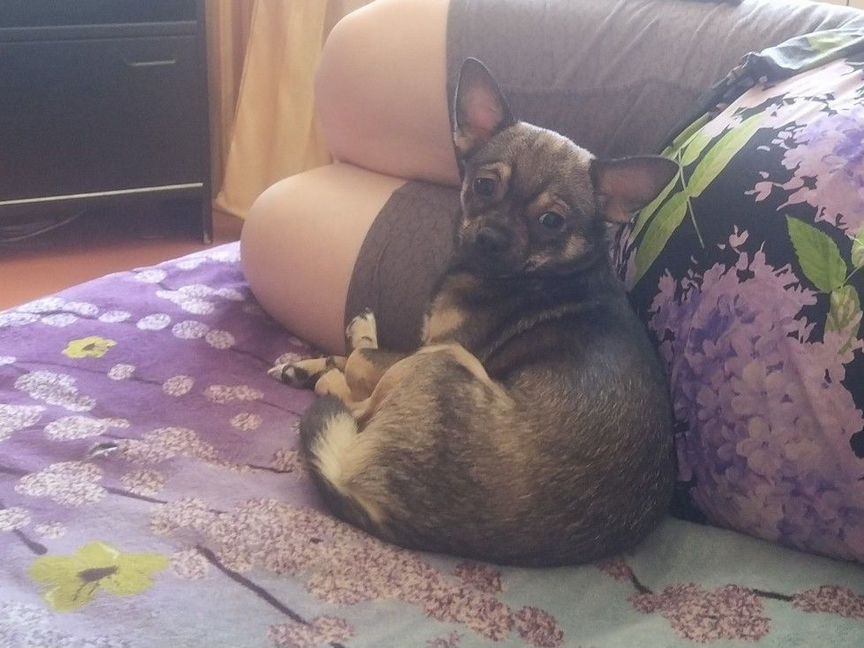 Чихуахуа