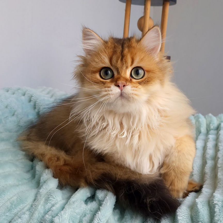 Британский длинношёрстный котик