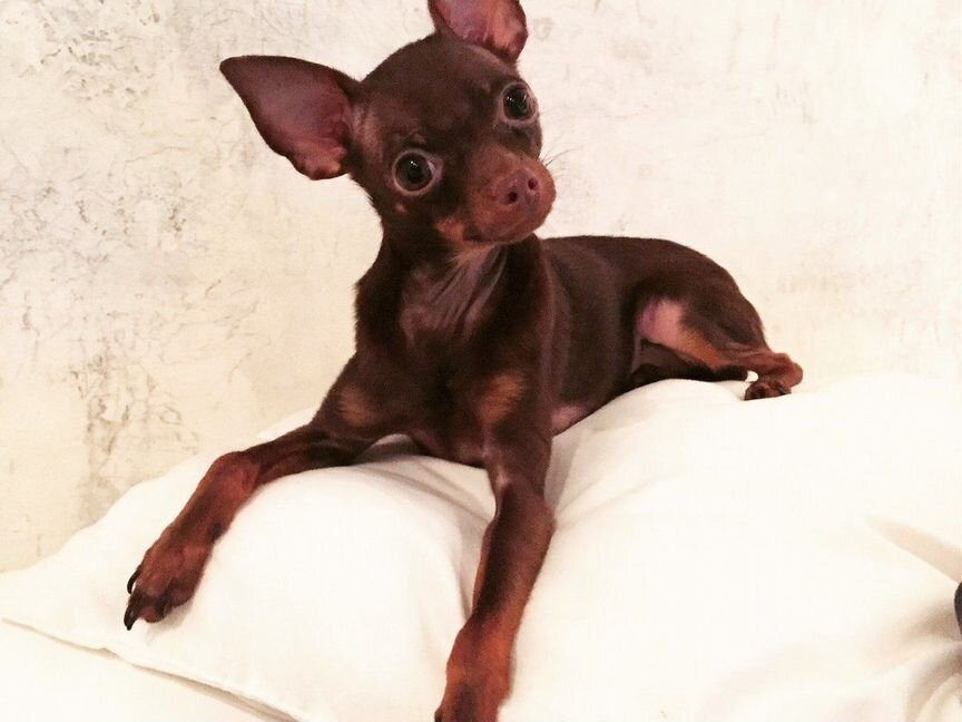 Маленькая собачка той терьера