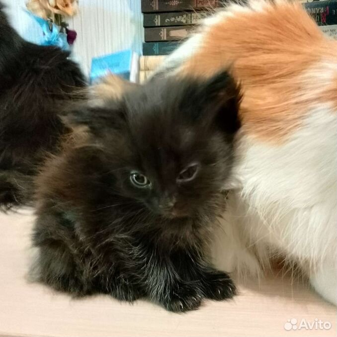 Котенок двухмесячный