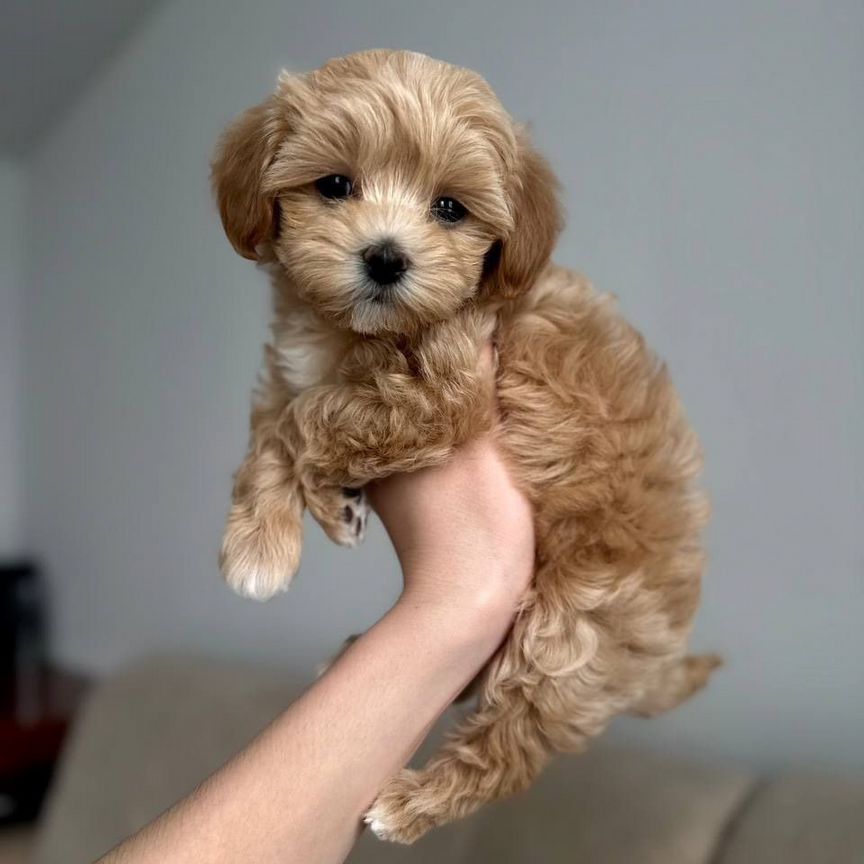 Девочка Мия F1