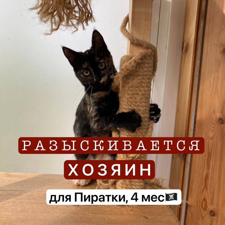 Пиратка ищет дом, 4 месяца