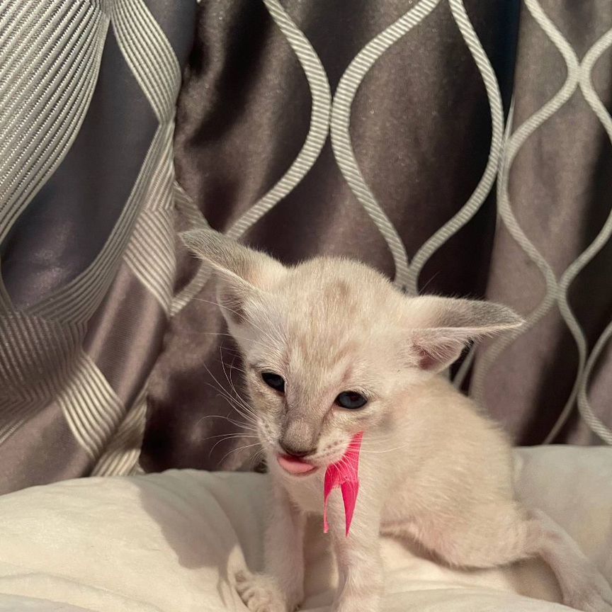 Ориентальный котёнок