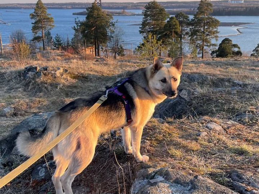 Собака в добрые руки