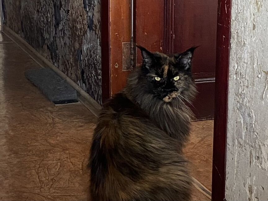 Потерялась кошка