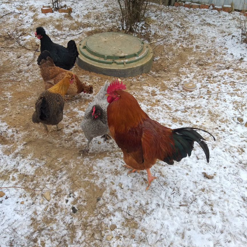 Молодые петухи