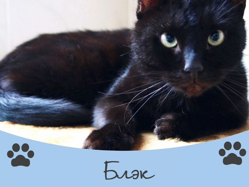 Кот Блэк