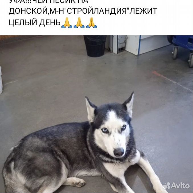 Предали и спят спокойно