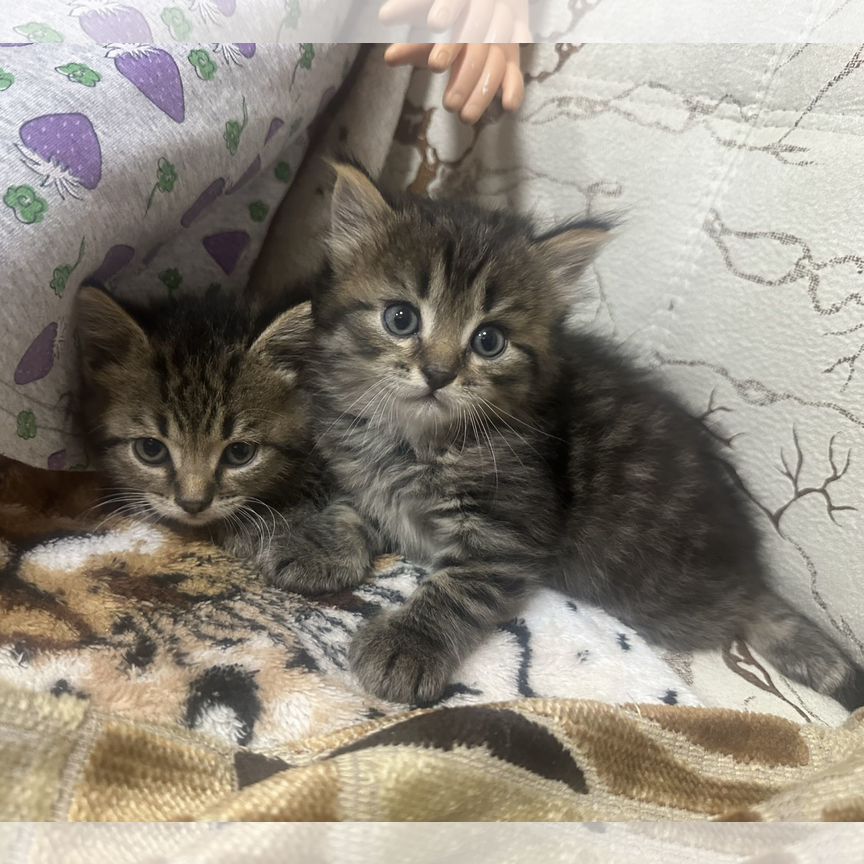 Котята