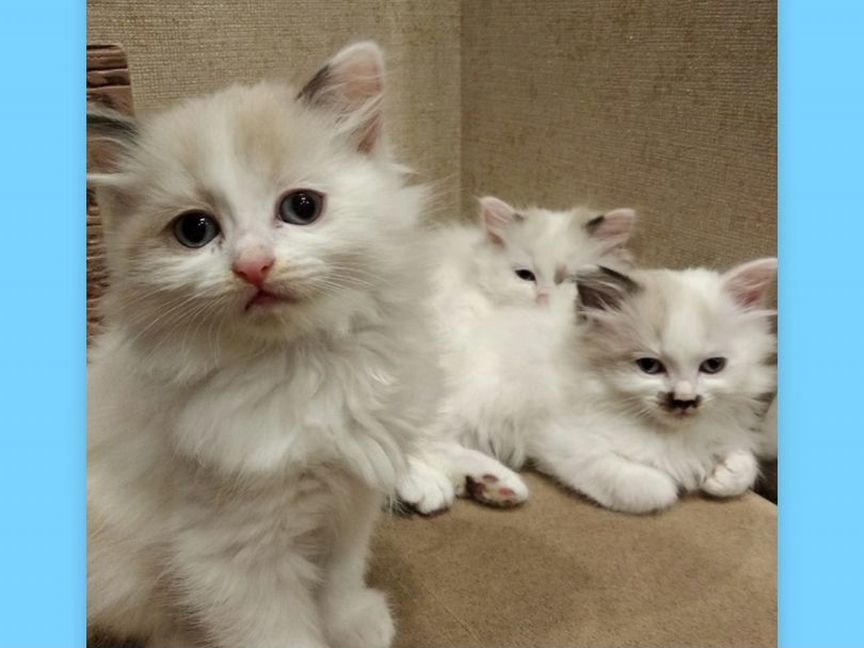Котята в добрые руки бесплатно